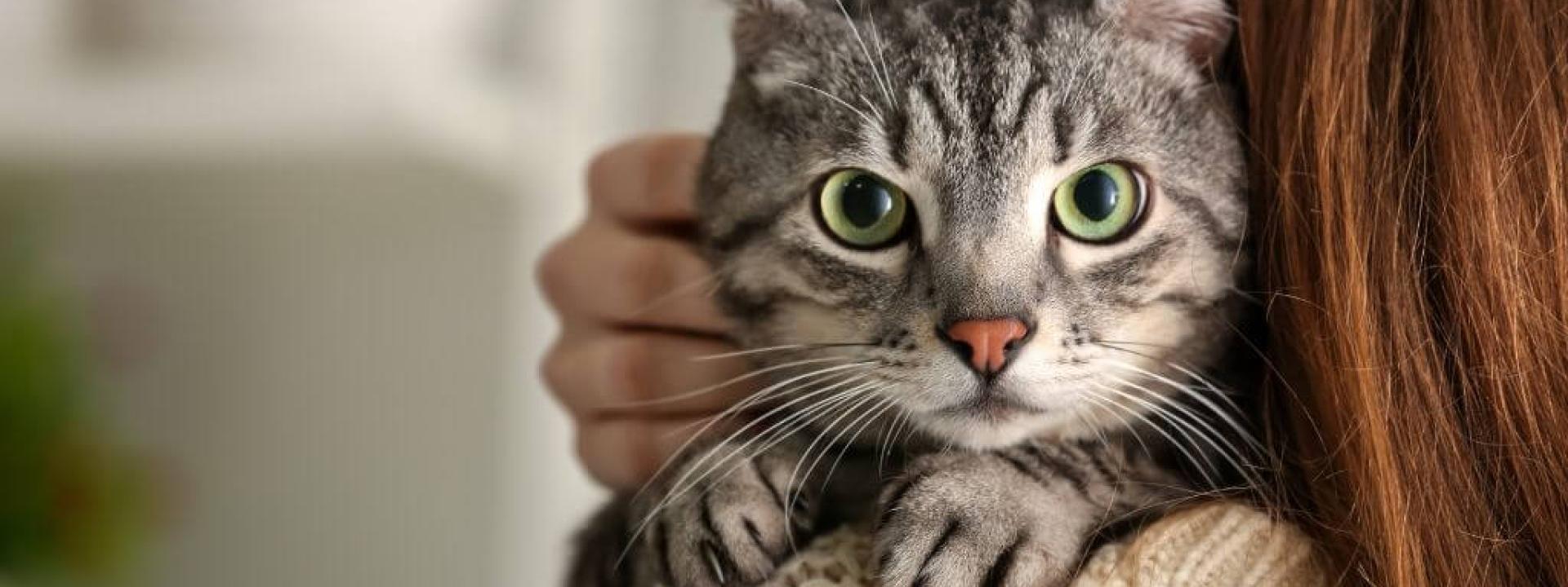 Myth vs. Fact: Debunking Common Misconceptions About Adopting a Cat Myth vs. Fact: Debunking Common Misconceptions About Adopting a Cat